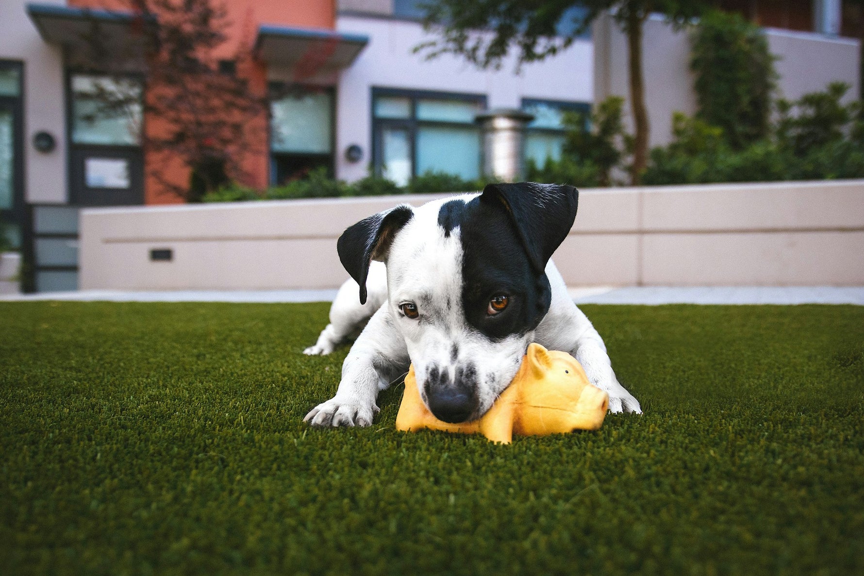 Buddy's Pet – Buddy's Pet