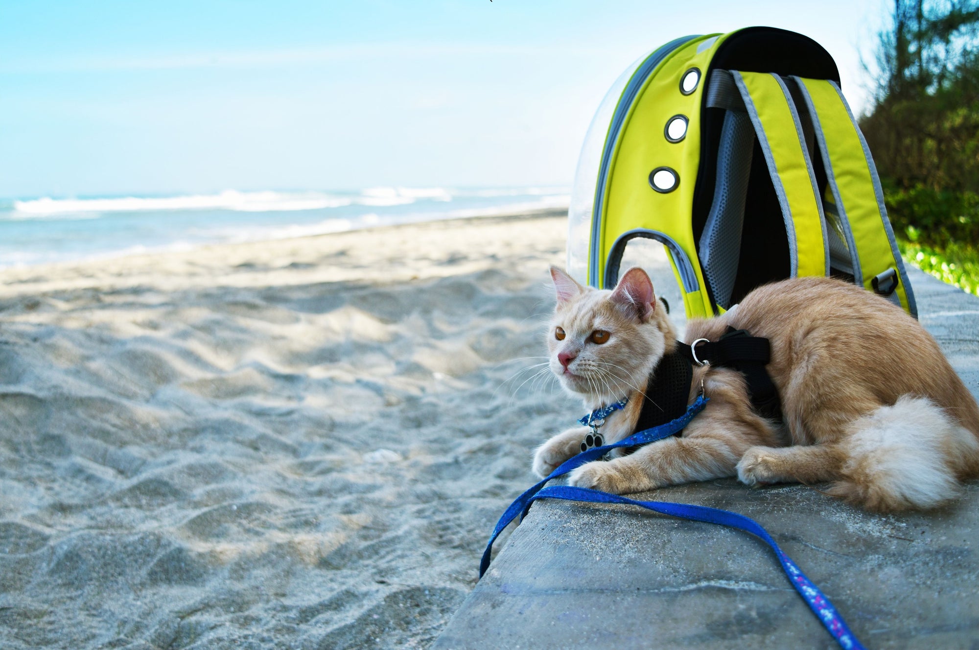 Buddy's Pet – Buddy's Pet